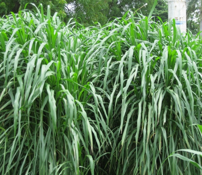 Hybrid Napier Farmers Corner